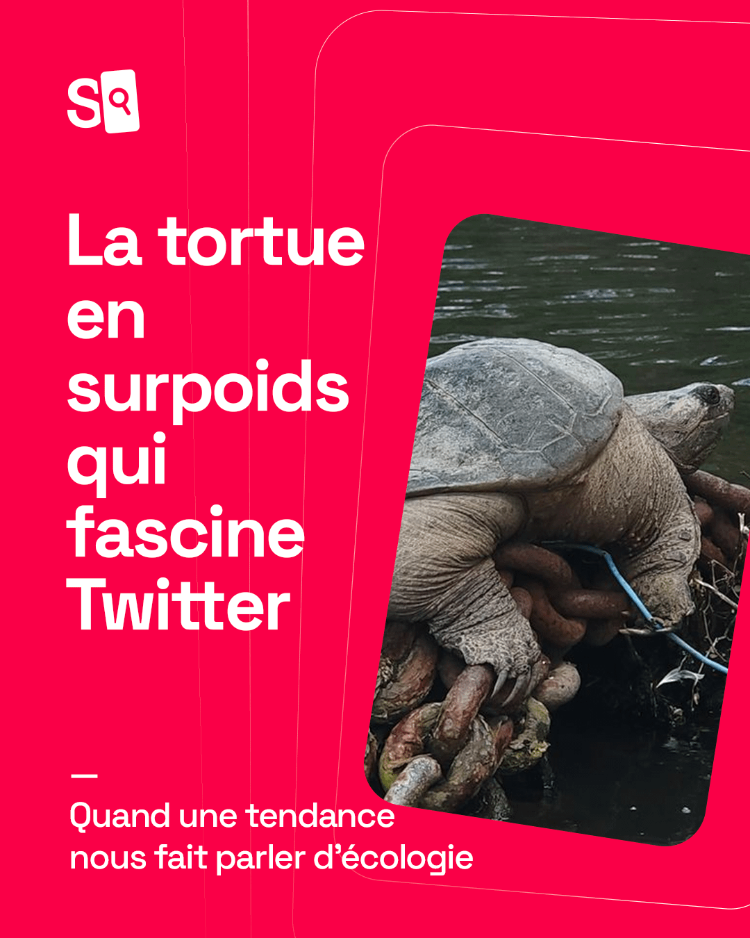 Chonkosaurus, la tortue en surpoids qui fait sensation sur Twitter ...