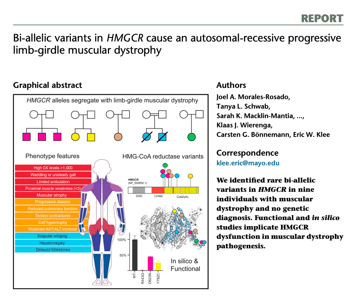 Discovery of the first human disease caused by HMGCR mutations | Veera ...