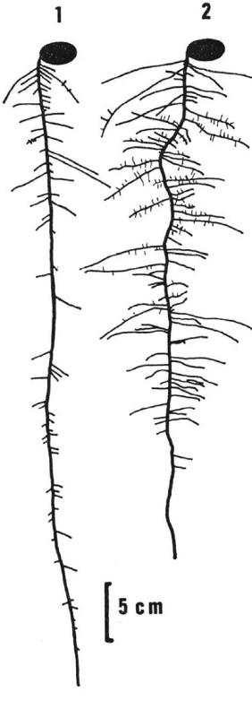 importance du système racinaire dans l'implantation des arbres | Octave ...
