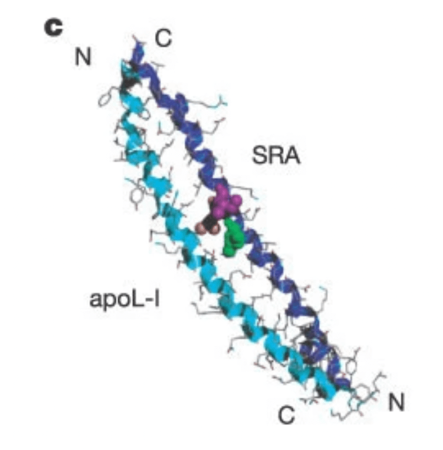The APOL1 story--from discovery to therapeutics. | Veera Rajagopal